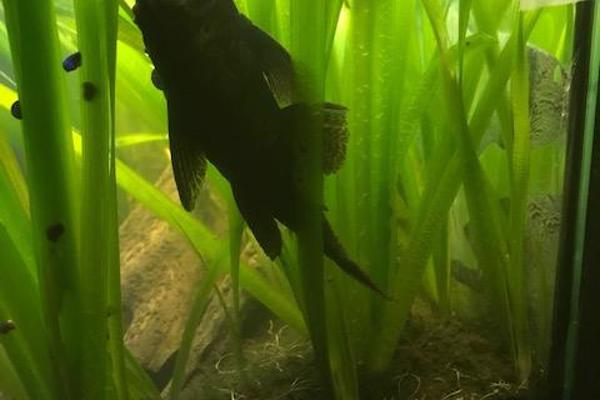 GRATIS AQUARIUM EN ALGENETER (ANCISTRUS DOLICHOPTERUS) in Heerlen ...
