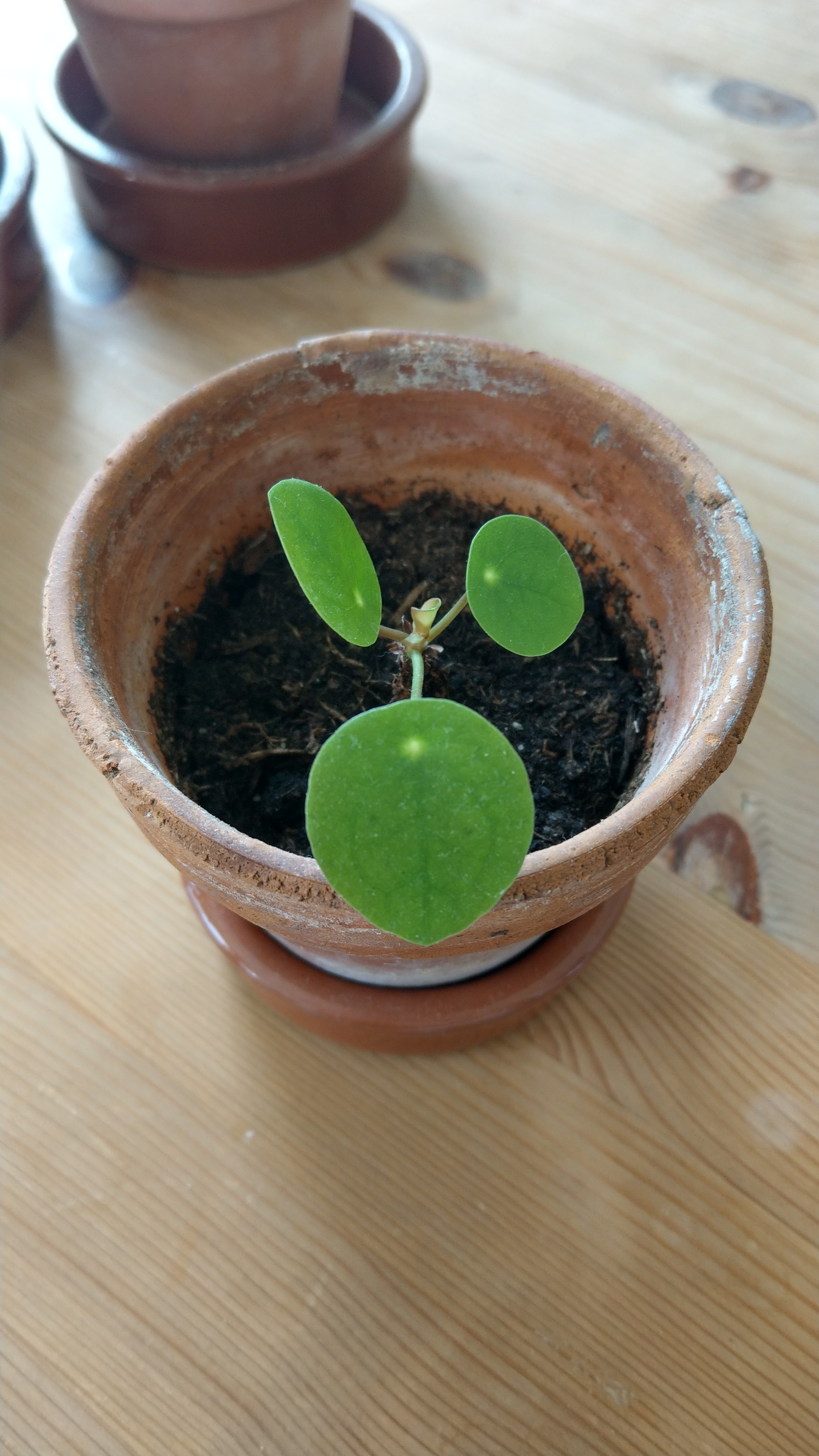 PANNENKOEKPLANT (PILEA PEPEROMIOIDES) in Rotterdam - Tuin en Terras ...