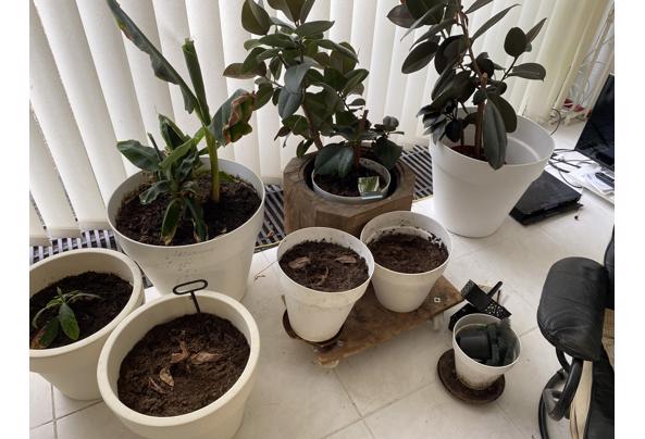 GROTE PLANTEN IN GROTE POTTEN EN 2 CACTUSSEN in Laren - Huis en ...