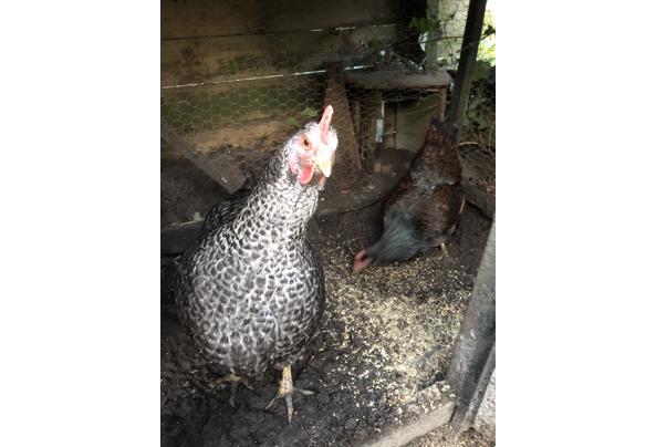 GRATIS AF TE HALEN 2 KIPPEN in Nietap - Dieren en Toebehoren, Vogels ...