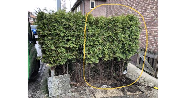 CONIFEREN 5STUKS (1M BREDE HAAG) UITGEGRAVEN MET KLUIT. 1,80 HOOG. in ...