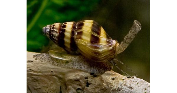 SLAKETENDE SLAKKEN VOOR IN JE AQUARIUM in Driebergen-Rijsenburg ...